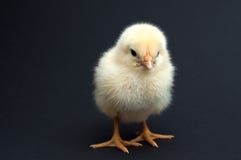 Poussin jaune mignon photo stock. Image du buisson, poulet - 67423974