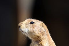 Close Up Of A Prairie Dog Showing Its Teeth Stock Photography - Image ...