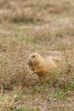 Prairie Dog Feeding stock photo. Image of family, dirt - 13756934