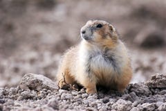Prairie dog looking angry stock photo. Image of animal - 12234188