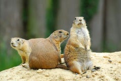 Mole Hills Stock Photos - Image: 596033