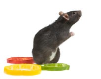 Juvenile Dumbo Fancy Rat stock photo. Image of dumbo - 10176298