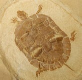 Turtle Fossil stock image. Image of strong, stone, skull - 2708827