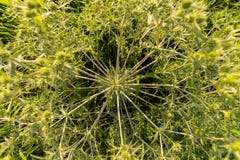 imágenes comunes del Planta Rodadora - los derechos de la transferencia ...