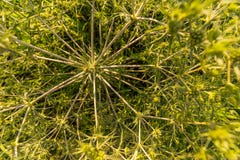 imágenes comunes del Planta Rodadora - los derechos de la transferencia ...