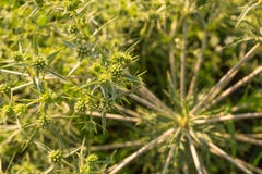 imágenes comunes del Planta Rodadora - los derechos de la transferencia ...