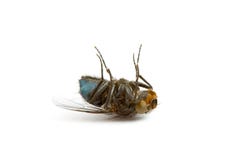 Mosca Muerta Stock Photos - Download 538 Images