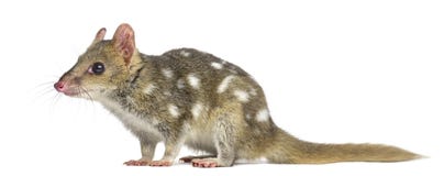 Spotted Quoll Stock Images - Download 82 Photos
