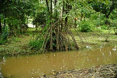 Prop Roots stock illustration. Illustration of growth - 6838450