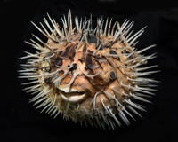 Spiky Fish Stock Photos, Images, & Pictures - 223 Images