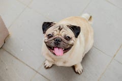Pug With Smiling Funny Face Stock Photo - Image of braces, pets: 6271880