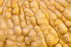 Pumpkin skin texture stock image. Image of fall, crop - 11458271