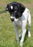 English Pointer (hunter Dog) Stock Images - Image: 20989554