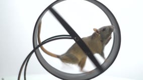 Two White Mice Sniff The Running Wheel And Simultaneously Climb Out ...