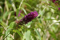 Buddleja Stock Photos, Images, & Pictures - 627 Images