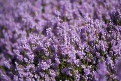 Purple Heather Flowers Stock Photos - 2,150 Images