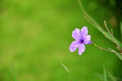Acanthus Leaf Stock Images - Download 266 Photos