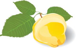 Quitte Stock Illustrationen, Vektors, & Klipart – (1,571 Stock ...