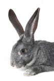 Rabbit in box stock photo. Image of isolated, funny, furry - 15633162