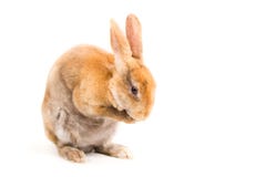 Bunny Rabbit Cleaning Royalty Free Stock Photo - Image: 12947305