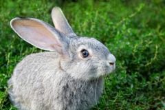 Grey rabbit stock photo. Image of green, hare, fauna - 16158924