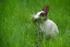 Reproduction Of Rabbit Royalty Free Stock Images - Image: 24210069