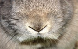 Rabbit mouth and nose stock photo. Image of livestock - 33908096