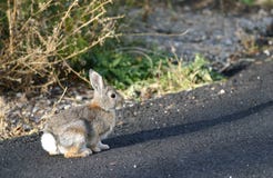 Dangerous Rabbit Stock Images - Image: 22417934