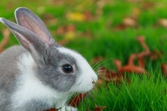 Reproduction Of Rabbit Royalty Free Stock Images - Image: 24210069
