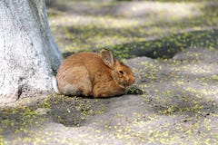 Cute Cottontail Bunny Rabbit Under Tree Stock Photo - Image of animal ...