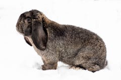 White Rabbit Snow Stock Photos - Royalty Free Stock Images