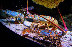 Lobsters in a water tank stock image. Image of crabs - 36998443
