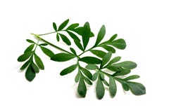 Planta De La Hierba De La Ruda Foto de archivo - Imagen de amargo ...