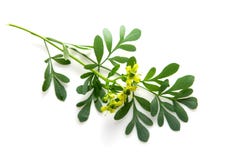 Planta De La Hierba De La Ruda Foto de archivo - Imagen de amargo ...