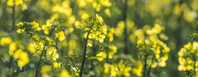 Rapspflanze (Canola, Rapssamen) Stockfoto - Bild von farbe, kultur ...