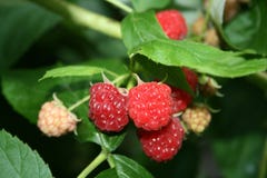 Raspberry Plants Stock Photo - Image: 41932105