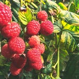 Raspberry. Growing Organic Berries Stock Photo - Image of gardening ...