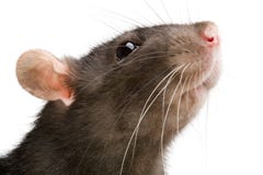 Rat's face stock image. Image of rodent, close, macro - 4472163