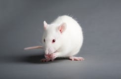 Rat blanc image stock. Image du laboratoire, animal, studio - 20434569