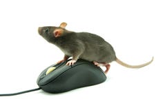 Rat on computer mouse stock image. Image of fuzzy, white - 7924069