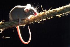 Grey rat on rope stock image. Image of funny, rope, hang - 16297843