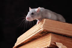 Rat reading stock illustration. Illustration of laugh - 12129460