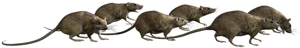 Rats Clipart And Illustrations Rats Clipart And Illustrations