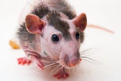 Rata Sin Pelo Fotos Stock – 110 Rata Sin Pelo Imágenes Stock ...
