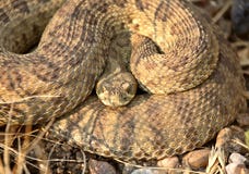 Prairie Rattler stock image. Image of nature, landscape - 5377111