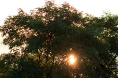 Tree with rays of light stock photo. Image of peaceful - 8185860