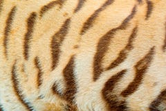 Tiger fur texture (real) stock image. Image of pattern - 9604385