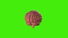 Human Brain Concept On Green Background Picture. Image: 68265112