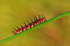 Red Caterpillar - Dragon Face Stock Photo - Image of horizontal, insect ...
