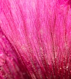 Texture Flower Petal Stock Images - Download 98,610 Photos